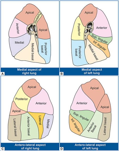 Bronchopulmonary Segment