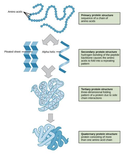 Orders Of Protein Structure Proteins Macromolecules Biology Khan Academy Protein