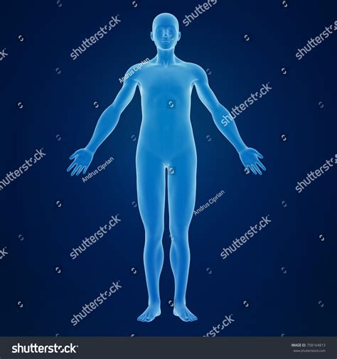 3d Rendering Human Body Stock Illustration 758164813 Shutterstock