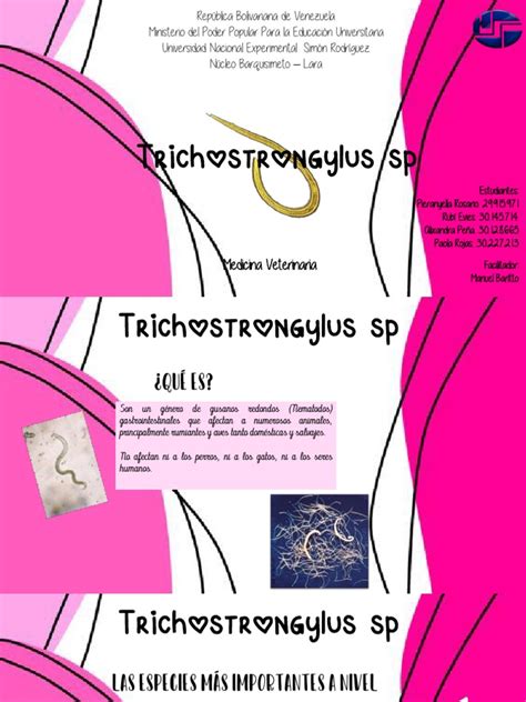 Presentación Parasitología Trichostrongylus Sp 2 0 Pdf Diarrea Ciencias De La Salud