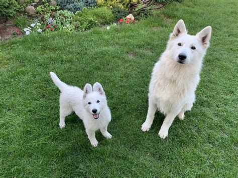 Цуценята Біла Швейцарська Вівчарка БШО з документами 6 000 грн Собаки Житомир на Olx