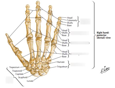 Carpals Metacarpals And Phalanges Diagram Quizlet