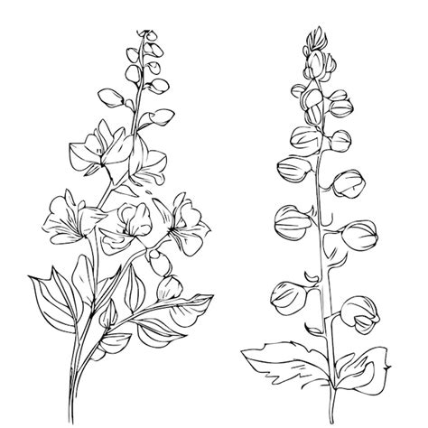 Premium Vector Tattoo Simple Delphinium Flower Drawing Simple Larkspur Flower Drawing Premium Vector Tattoo Simple Delphinium Flower Drawing Simple Larkspur Flower Drawing