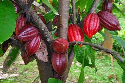 Make Your Own Chocolate How To Grow Cocoa In A Greenhouse Off The Grid News