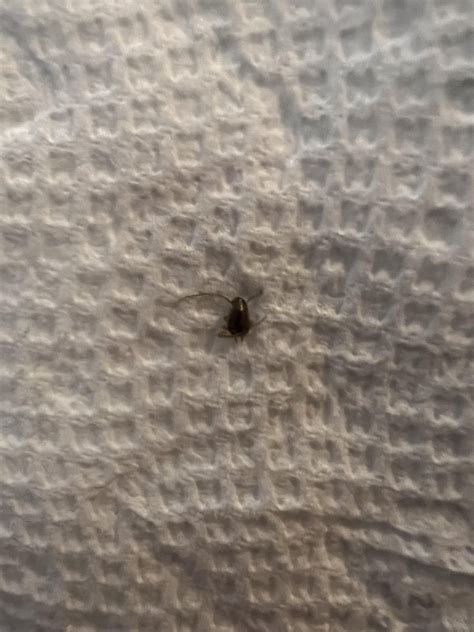 What Type Of Roach Nymph Is This Rwhatbugisthis