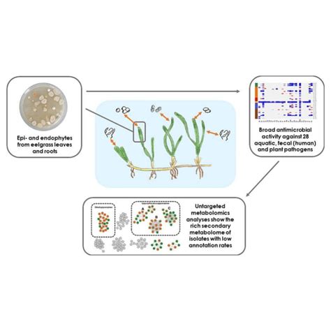 Bacterial Communities On Seagrass Leaves Shown To Suppress Waterborne Pathogens Project Seagrass