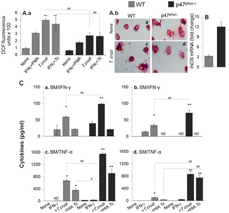In Vitro Functional Activation Of P47phox−− Macrophages In Response To