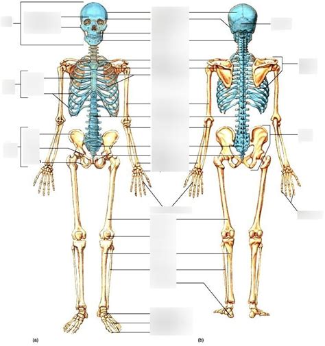 Appendicular Skeleton Diagram