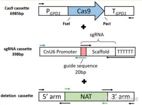 Crispr Cas9技术 知乎