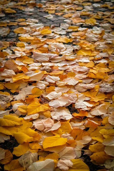 가을 가을 색 가을 시즌 가을 풍경 간 갈색 계절 계절성 계절의 변화 계절적 변화 공공 장소 나뭇잎 낙엽 노란색 다채로운 단풍 도시 단풍 도시