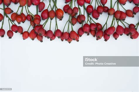 약용 식물과 허브 성분 로즈힙과 개 장미 더미 무리 가지 로즈힙 유형 Rosa Canina 평평한 위치 평면도 텍스트 복사 공간을위한 장소 가루로 빻은에 대한 스톡 사진 및