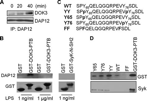 A Physical Interaction Between The Adaptor Proteins Dok3 And Dap12 Is