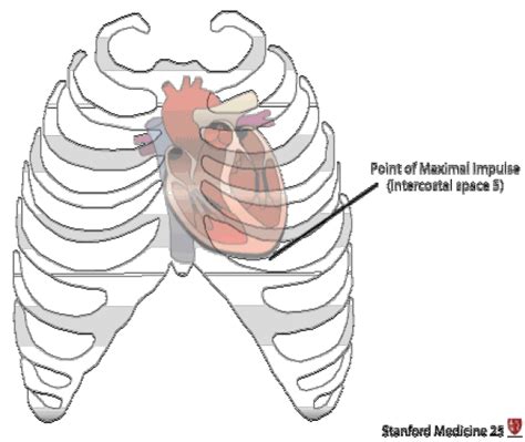 Apical Pulse Landmark