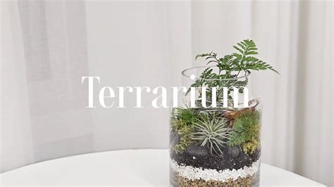 Class 나만의 미니 정원 테라리움 만들기 가드닝 클래스 틸란드시아 고사리 Terrarium Gardening Youtube
