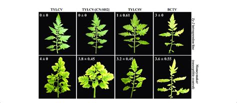 Disease Reaction Of The Ty 2 Introgression Line And The Susceptible Download Scientific