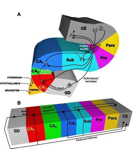 Hippocampal Formation Based On Andersen Et Al 2007 P 38 Download Scientific Diagram