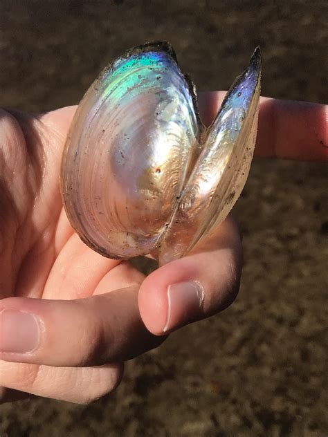 Bivalve Shell Rocks And Gems Iridescent Shells