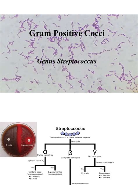 Streptococcus Spp Pdf Streptococcus Medicine