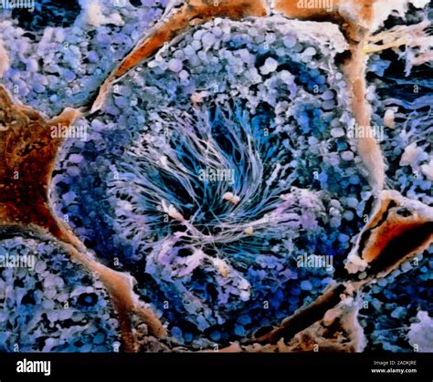 False Colour Scanning Electron Micrograph Of Seminiferous Tubules In The Human Testis Cross