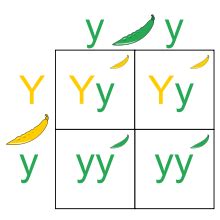 Unit 6 Genetics Inheritance Flashcards Quizlet