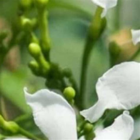 Husam Mohammed University Of Mosul Mosul Department Of Arabic Language Arts Research