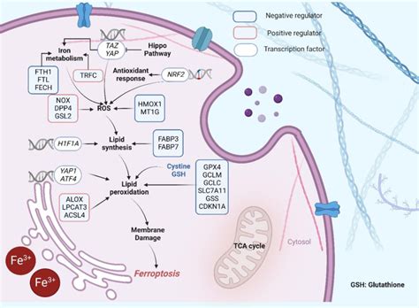 Abbreviations Taz Transcriptional Coactivator With Pdz Binding Motif