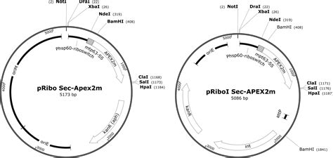 Optimized Apex2 Peroxidase Mediated Proximity Labeling In Fast And Slow Growing Mycobacteria Pmc