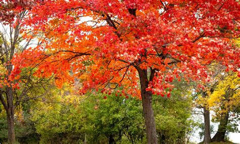 redpointe maple vs autumn blaze maple tree what s the difference a