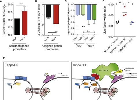 Yap Drives Growth By Controlling Transcriptional Pause Release From Dynamic Enhancers Molecular