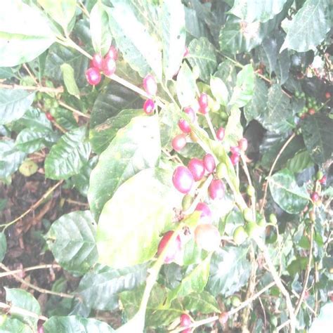 How To Use The Unido Object Detection Api