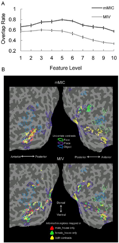 Overlap Between Informative Regions Mapped For Female And Male Faces