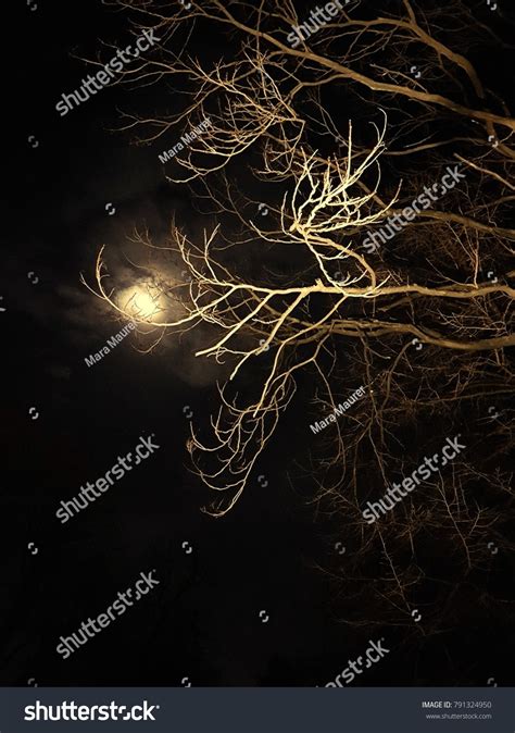 Moonlight Night Naked Tree Branch Stock Photo 791324950 Shutterstock
