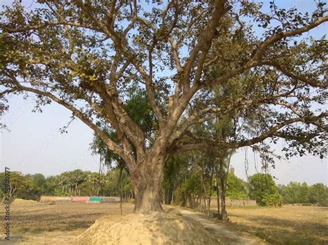 Peepal Tree Stock Photo Adobe Stock