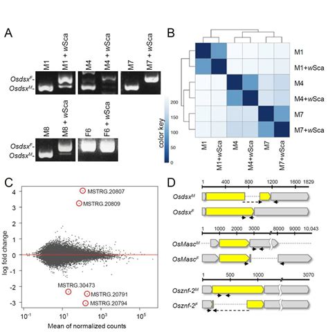 Cell Based Analyses Of The Effects Of Wolbachia Infection On Gene