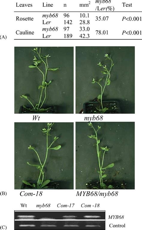 phenotype and complementation analysis of the myb68 mutant a leaf