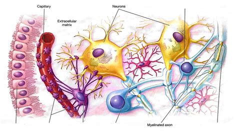 Neuroglial Cells Of The Cns Fig 125 Diagram Quizlet