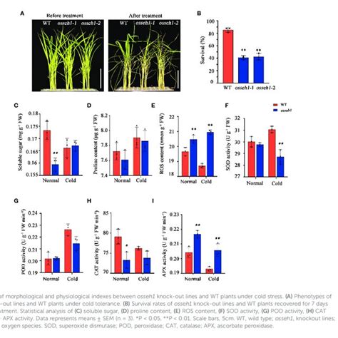 Combined Analysis Of The Transcriptome And Metabolome A Kegg Download Scientific Diagram