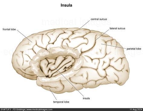 Insular Cortex Brain Anatomy