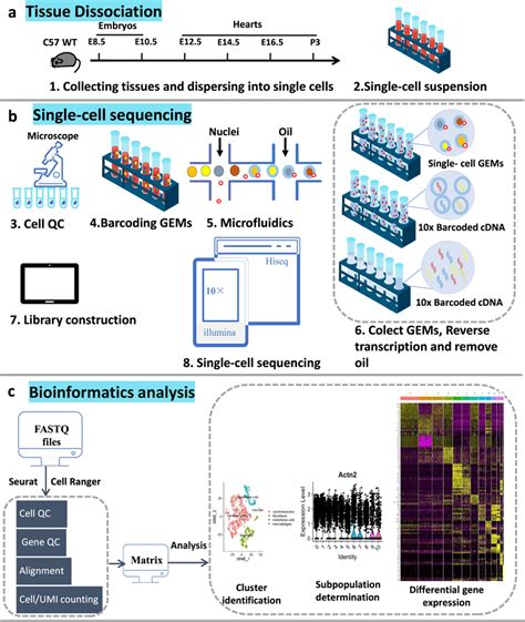 Schematic Diagram Of The Single Cell RNA Sequencing Workflow A Download Scientific