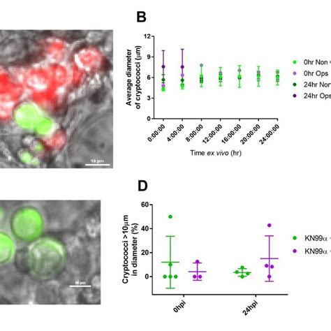 Immune Responses At 0 And 24hpi To Cryptococcus Neoformans Kn99α And