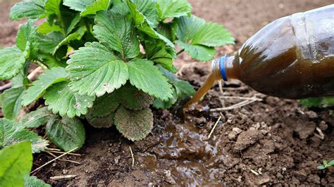 У другій половині осені під полуницю вносите це добриво і урожаю будуть заздрити всі сусіди