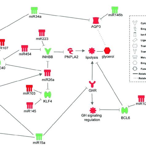 An Adipocytic Transcriptional And Post Transcriptional Regulatory Download High Quality