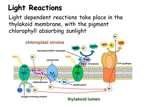 Photosynthesis Experiment Light Dependent Reaction At Katie Aaron Blog