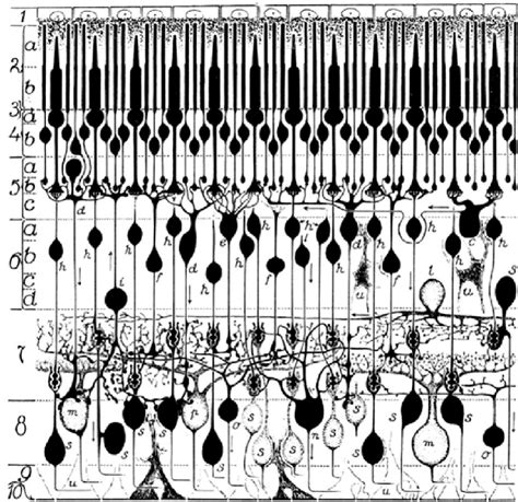 Schematic Histological Section Of The Primate Retina Showing The