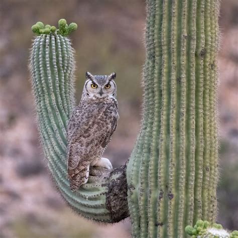 Adorable Owl Perched On A Cactus