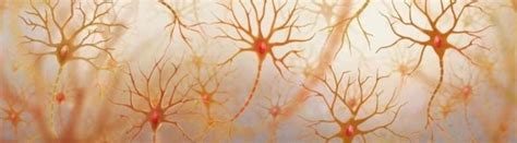 Webinar Regulation Of Cns Inflammation By Astrocytes 30 10 2024 Buy Ticket Etchrock