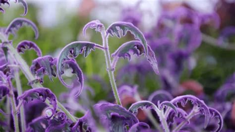 Purple Passion Plant Care Best Practices For Vibrant Growth