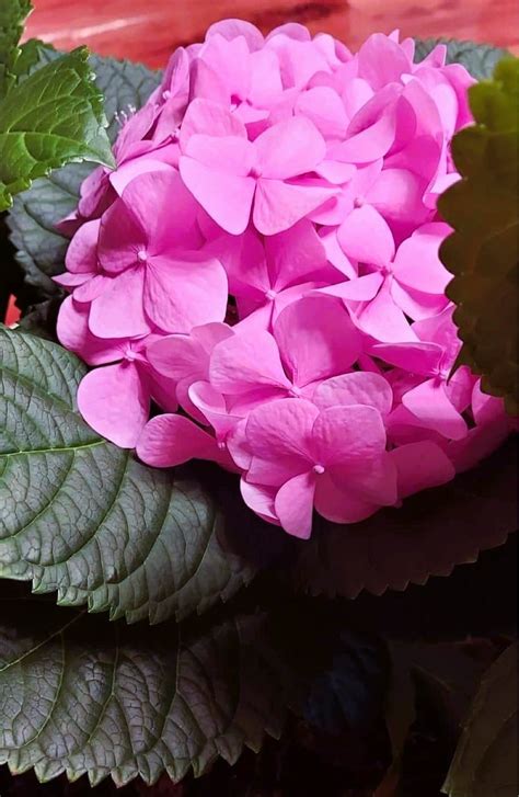 Барын ТОП цэцэг ЦАХИРМАА Orchid Том сорт ҮНЭ 75к ЦЭЦГИЙН ХЭМЖЭЭ 88см өндөр БЭЛГЭДЭЛ 🌹