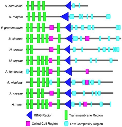 Domain Architecture Of Hrd1 Orthologous Proteins In Different Fungi Download Scientific