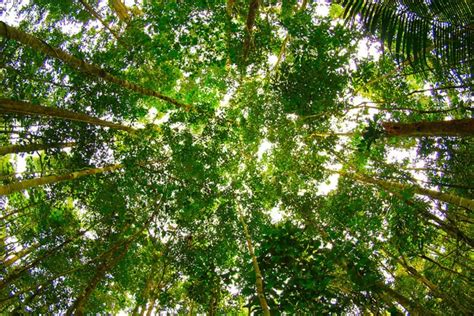 The Role Of Tree Canopies In Climate Change Mitigation My Backyard Passion